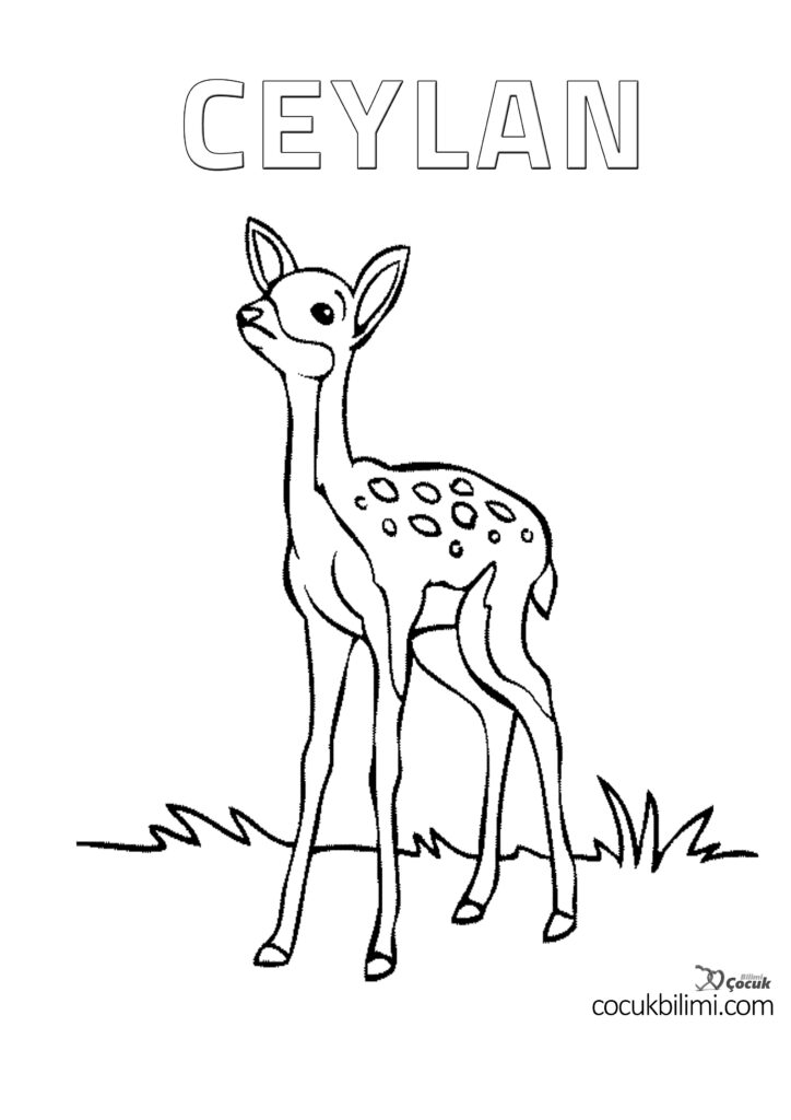 Hayvanlar Boyama Sayfaları - Çocuk Bilimi [İNDİR ve YAZDIR]